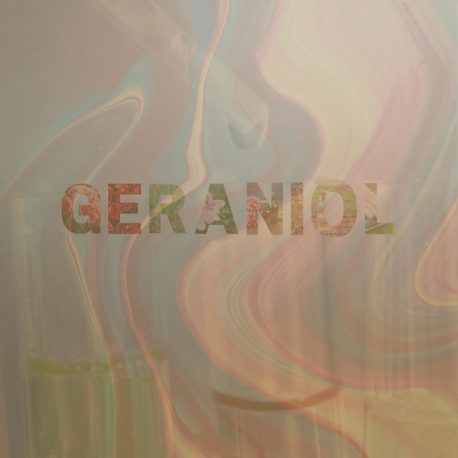 Geraniol- Versatilidade Para Saúde | Loop Aromatologia